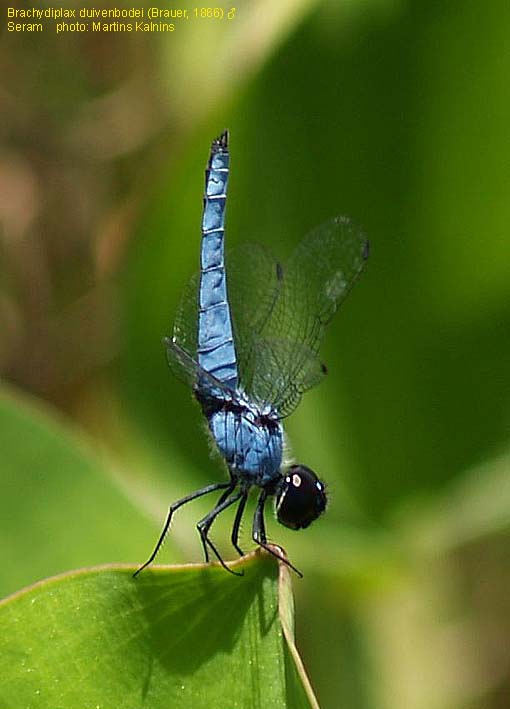 Papua Insects Foundation (Odonata/Anisoptera)